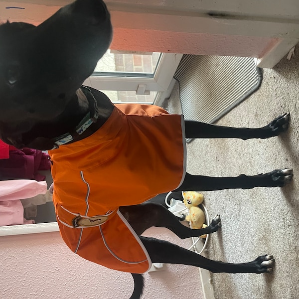 Greyhound, Lurcher & Whippet Lightweight Waterproof Rain Mac/rain ...