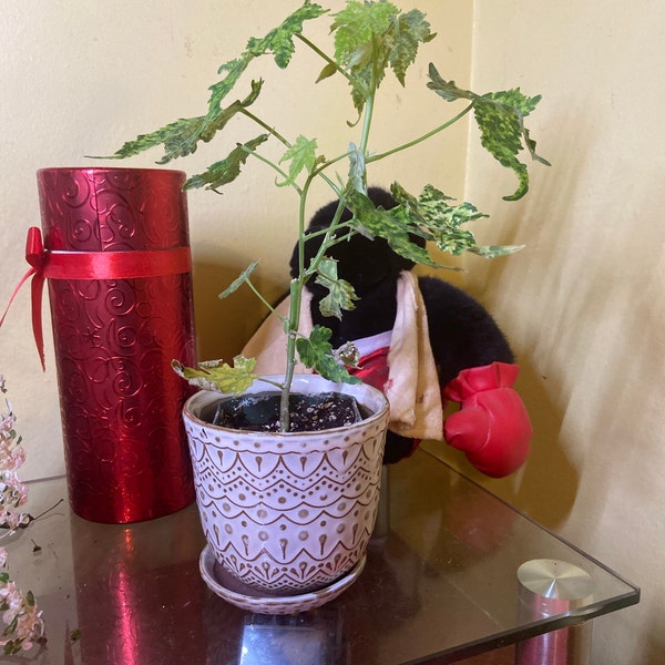 Spotted Flowering Maple, Also Called Painted Abutilon and Parlor Maple ...