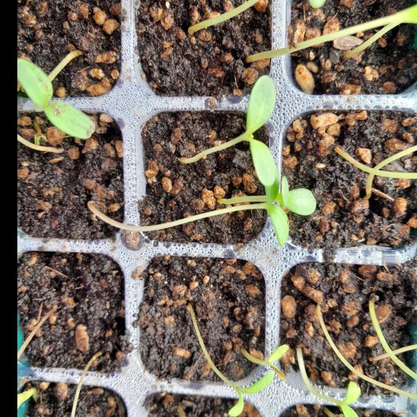 Bottle Tree Seeds - Elephants Foot Ponytail Palm Seeds - Nolina ...