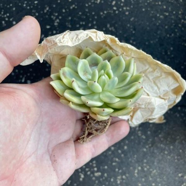 Echeveria 'red Coral' , Rare Live Succulent - Etsy