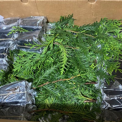 2 Red Maple Trees acer Rubrum4 Containeron SALE NOW - Etsy