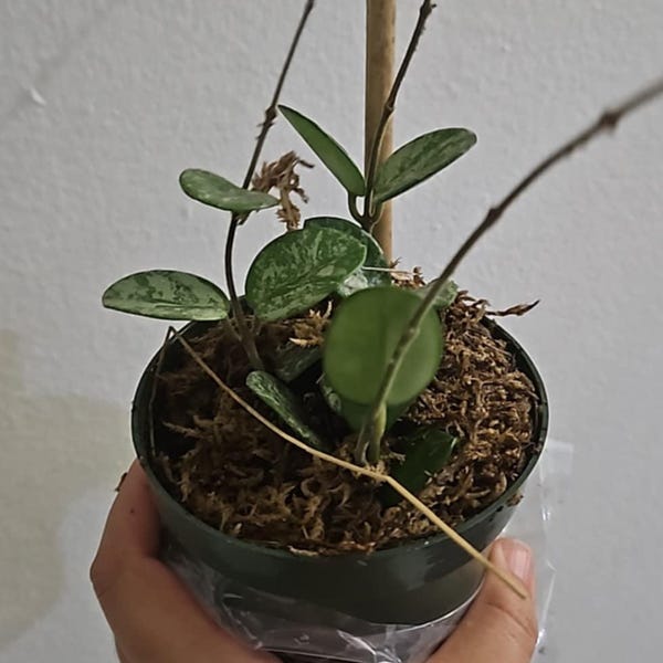 Hoya Mathilde Splash | Live Indoor & Outdoor Tropical House Plant ...