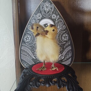 Lobotomy Shadowbox - Etsy