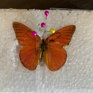 Butterfly Mounting Kit for Beginners, With Real Butterflies and Tools ...