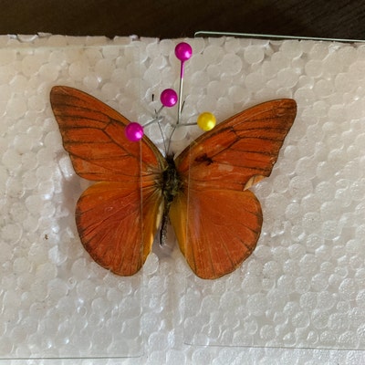 Butterfly Mounting Kit for Beginners, With Real Butterflies and Tools ...