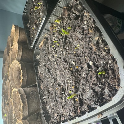 Ranunculus Aviv Rose Buy 4 Get 1 Free - Etsy