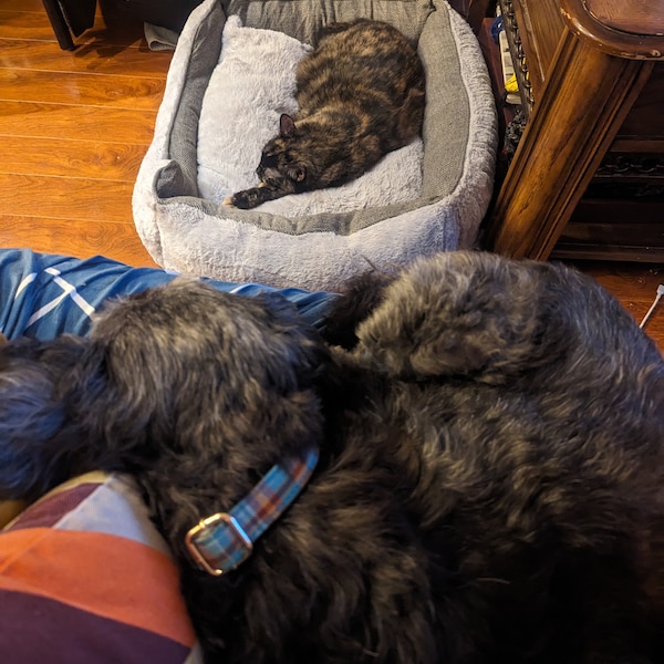 Custom Tartan Personalized Dog Collar, Matching Dog Bowtie, Dog Leash ...