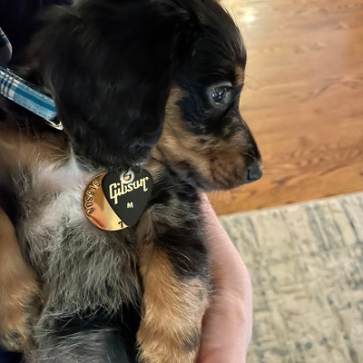 Loki's Ship Pet ID Tag - Etsy