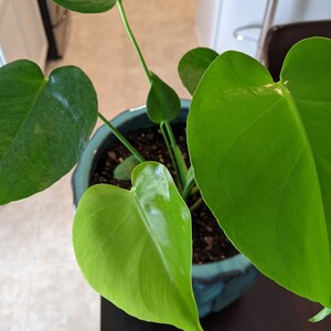 Philodendron monstera Deliciosa 4 Pot | Etsy