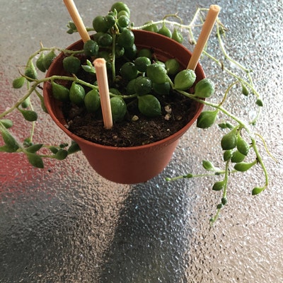 String of Peas, String of Pearls, String of Beads, Senecio Rowleyanus ...