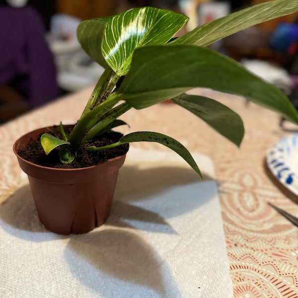Philodendron Birkin Galaxy 4” Pot (ALL PLANTS Require You to Purchase 2 ...