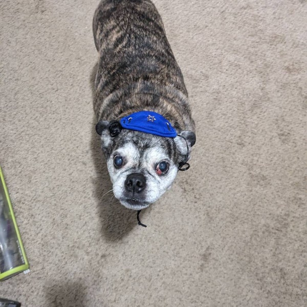 Handmade Hanukkah Pet Hat With Star – Dog Kippah Yarmulke - Etsy