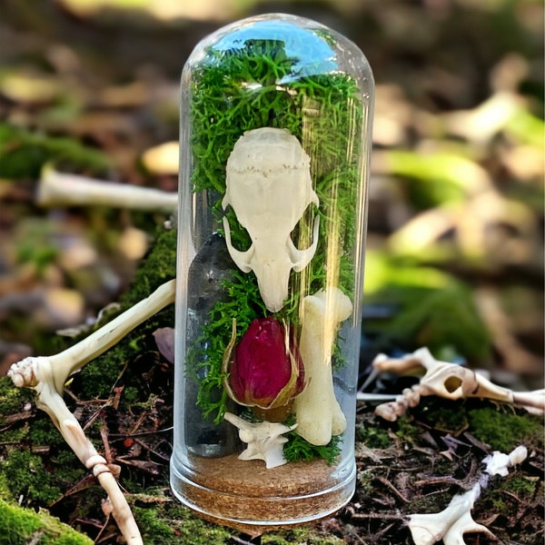 Mouse Skull Real Tiny Mouse Skulls Cleaned Whitened Reassembled ...