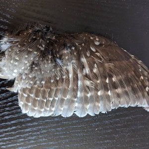 Great Argus argusianus Argus Pheasant Tail Feather, Naturally Molted ...