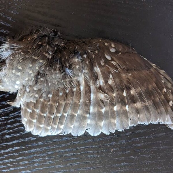 Naturally Molted Large Feathers. - Etsy Canada