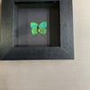 Real Kolyma 88 Butterfly Framed Taxidermy Callicore Kolyma - Etsy