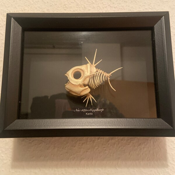 Magikarp Skeleton Pokémon Taxidermy Shadowbox 5x7 - Etsy