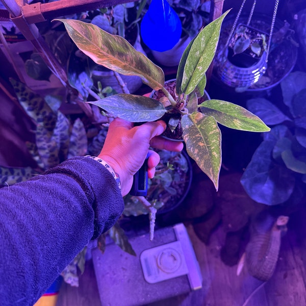 Philodendron Ring of Fire | Philodendron Ring of Fire Variegated ...