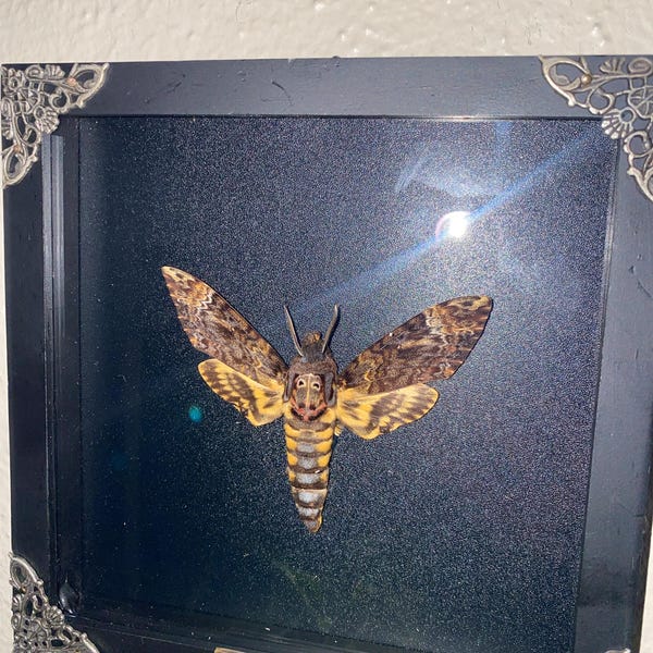 Real Framed Death Head Moth Acherontia, Dried Butterfly Skull Moth ...