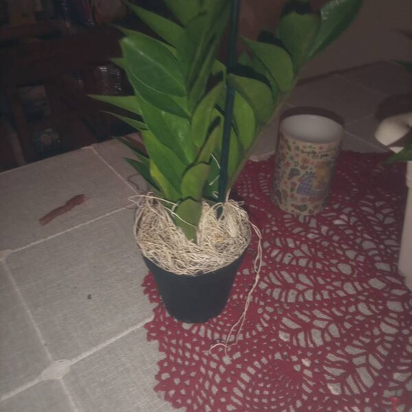 FOSTER 4-pack LIVE 4 Inch Kalanchoe, Blooming Houseplant, Gardening ...