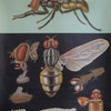 Vintage School Chart APPLE Blossom WEEVIL Original Educational Chart - Etsy
