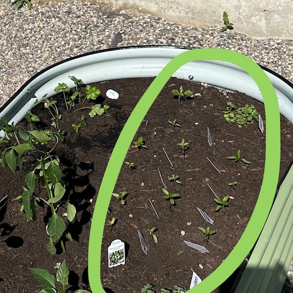 Guindilla Pepper Heirloom the Famous Basque Region Pepper Premium Seed ...