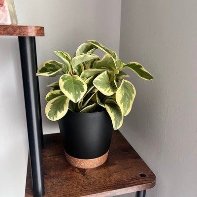 Neon Pothos Live Plant 6 Hanging Basket - Etsy