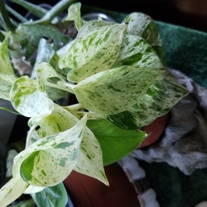 RARE Marble Pothos Cuttings Gorgeous Variegated Indoor Easy Care House ...