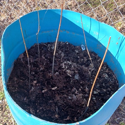 5 Red Maple Bare Root acer Rubrum - Etsy