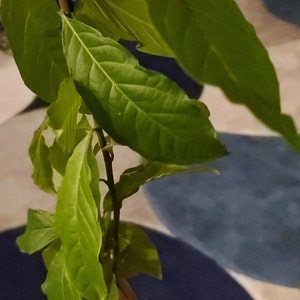 Anamu, Guinea Hen Weed,mucura , Garlic Guinea Weed, Petiveria Alliacea ...
