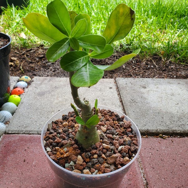 1 Grafted Double "purple Fire" Adenium /desert Rose Plant. 5-7 Inch ...