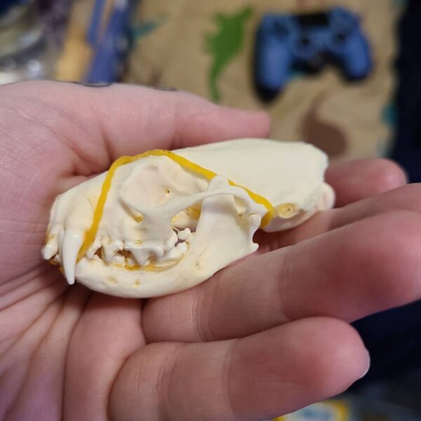 Exquisite Real Mink Skull Bone Specimen After Cleaned and Bleached - Etsy