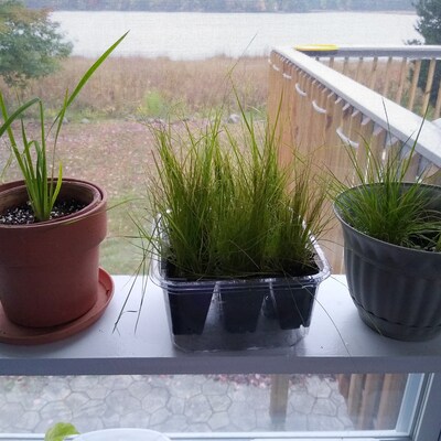 Carex Lurida Shallow Sedge Bareroot Wetland Restoration Live Plant ...