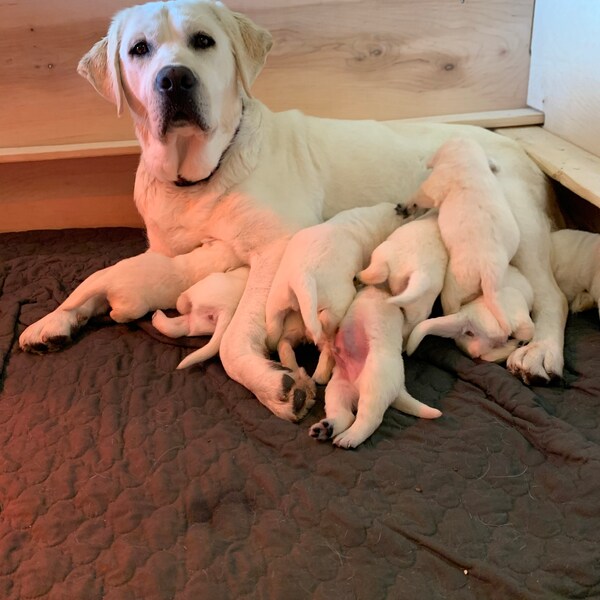 Whelping Box, Weaning Box, EXTRA LARGE, Dog/puppy Pen, Quickwhelp - Etsy