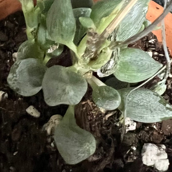 String of Tears Senecio Citriformis Succulent Plant - Etsy