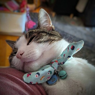 Periwinkle Gold Star Cat Collar With Bell moon - Etsy