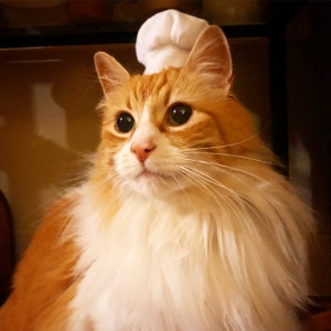 Chef Hat for Cats - Etsy