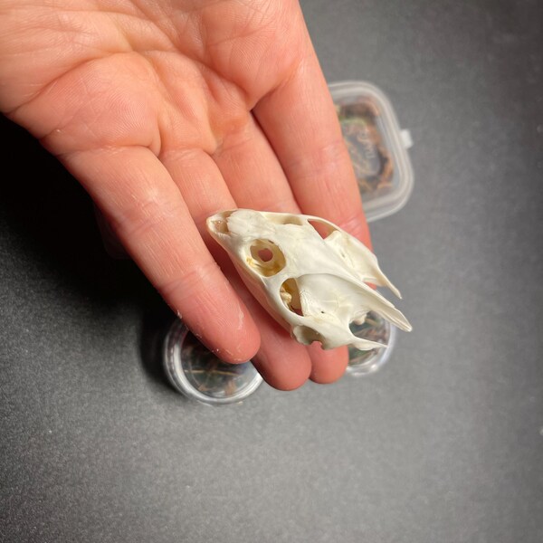 Fox Scapula, Real Bone Piece , Bones for Crafts, Vulture Culture ...