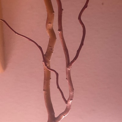 Treesagain Potted Pinyon Pine Tree Pinus Edulis 3 to 5 Inches - Etsy