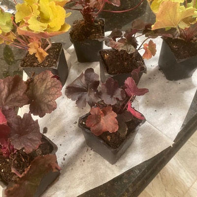 Mixed Heuchera in 3.5 Inch Pots, You Choose Amount We Send Out Whatever ...