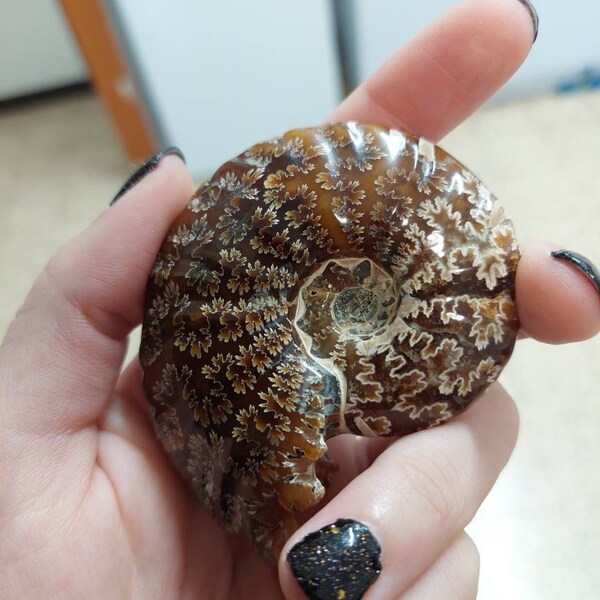 0.64kg Rare Black Ammonite Fossil Conch ,specimen of Madagascar Healing ...