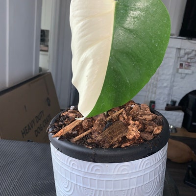 Anthurium Silver Blush Rare Uniqe Plant - Etsy