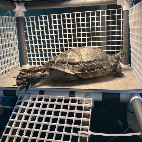 Tank Topper Turtle Dock! Sits on Top of Your Aquarium and Fits 18-19 ...