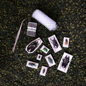 Complete Beetle Mounting Kit Beetle Spreading and Pinning Kit specimen ...