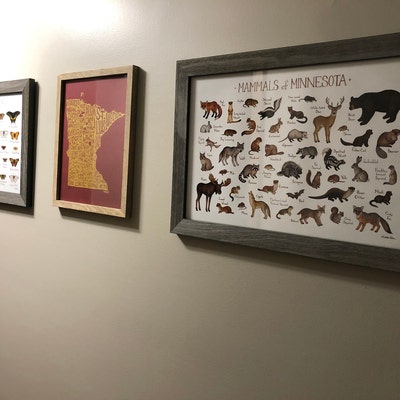 Minnesota Mammals Field Guide Art Print / Animals of Minnesota ...