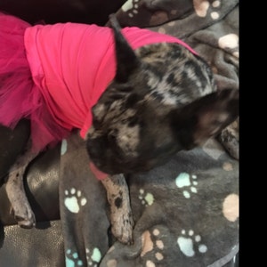 Dog Tutu-various Color Options XS-XXXL. Durable Dog Tutu, Designed for ...