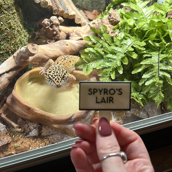 Gecko Food Ledge Bowls & Spoon Kit Choice of Colours 3D Printed - Etsy