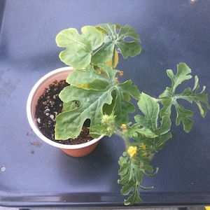 15 Heirloom Chinese Redbud, Tree Seeds. USA, Beautiful Pink Flowers ...