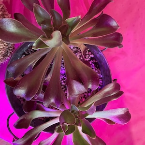 RARE Red Horn HUMMEL Jade Crassula Succulent Cutting 2 | Etsy