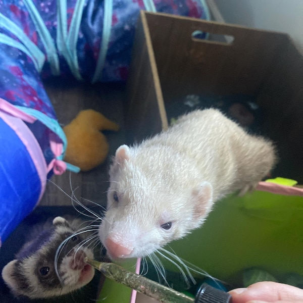 Ferret Emergency Chart and Health Medical Kit List Laminated Quick ...